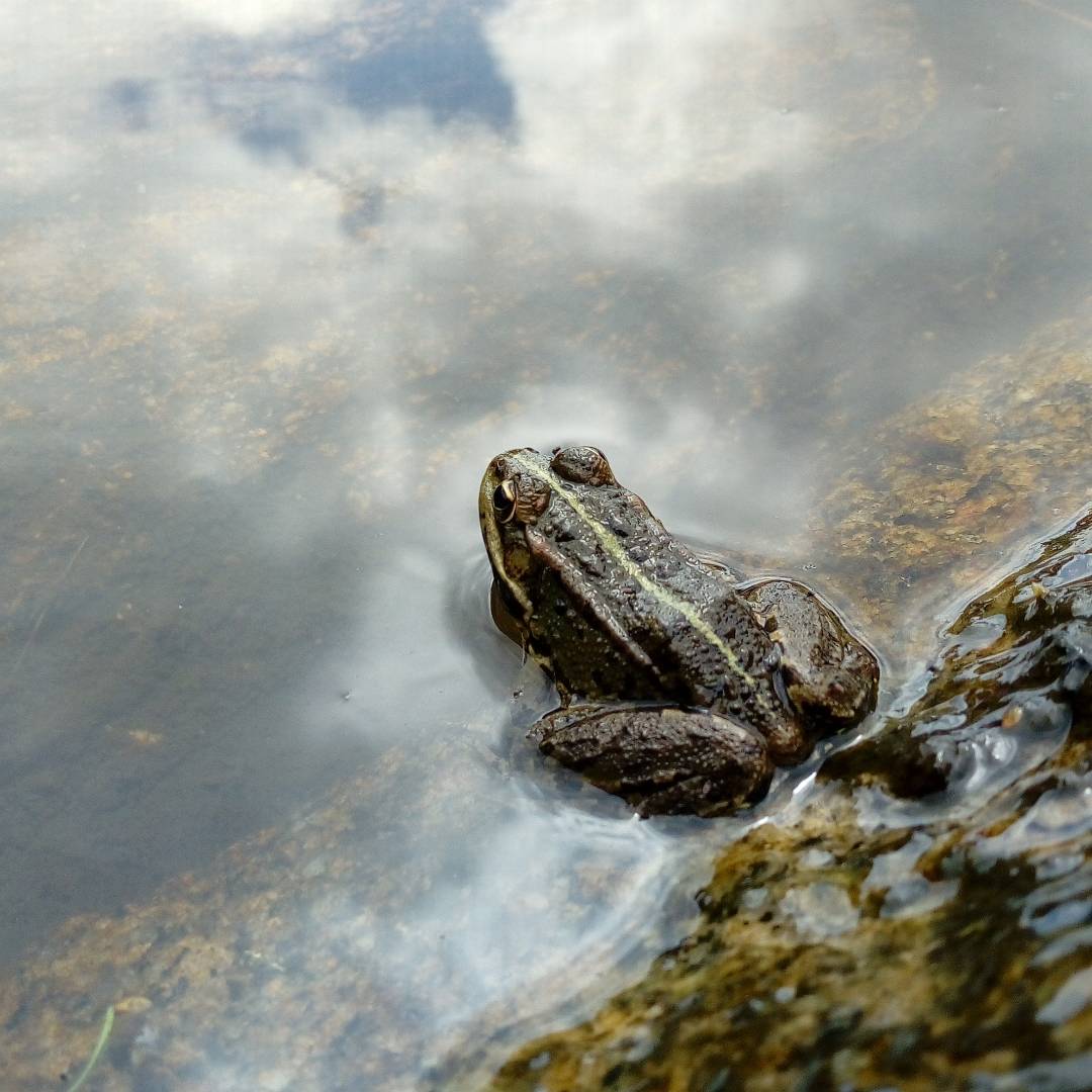 Meat & Ride! - Smart Open Lab